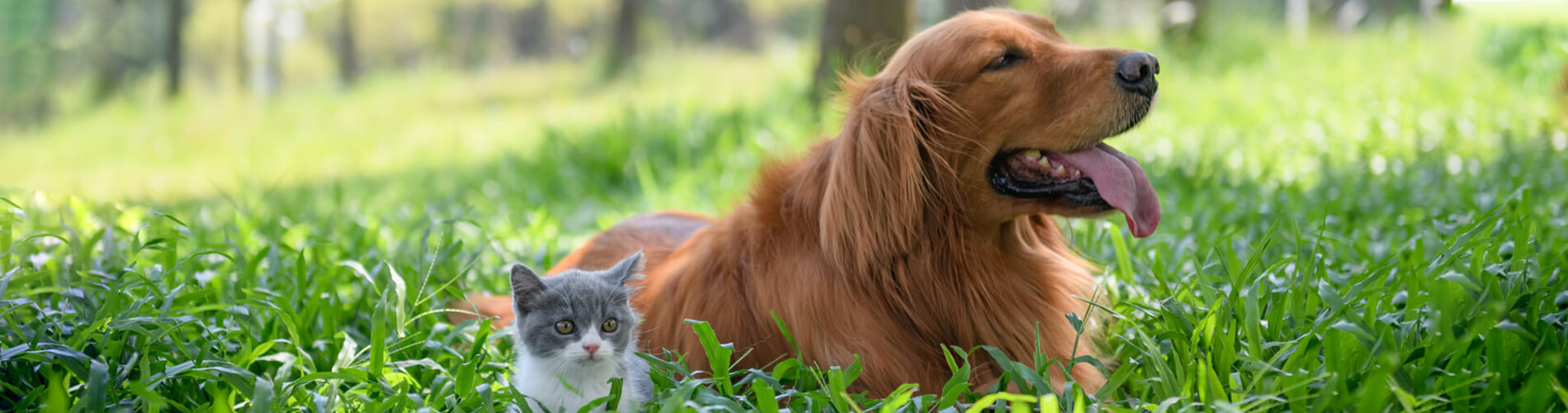 Spaying And Neutering - Low Cost Pet Spay And Neuter Clinic